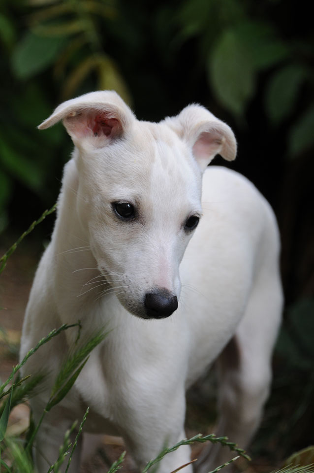 :: Domaine de la Poirière :: Nos Whippets :: Ashlee du Domaine de la ...